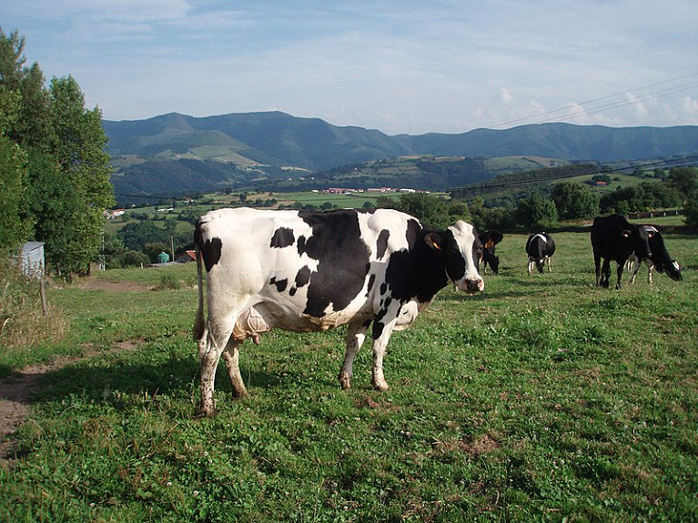 Esne-behia ala behi-esnea? - durangon.com